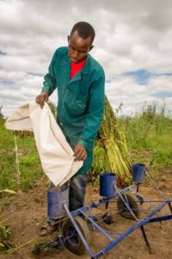 Sesame Crop Farming Guide - Sesame growers
