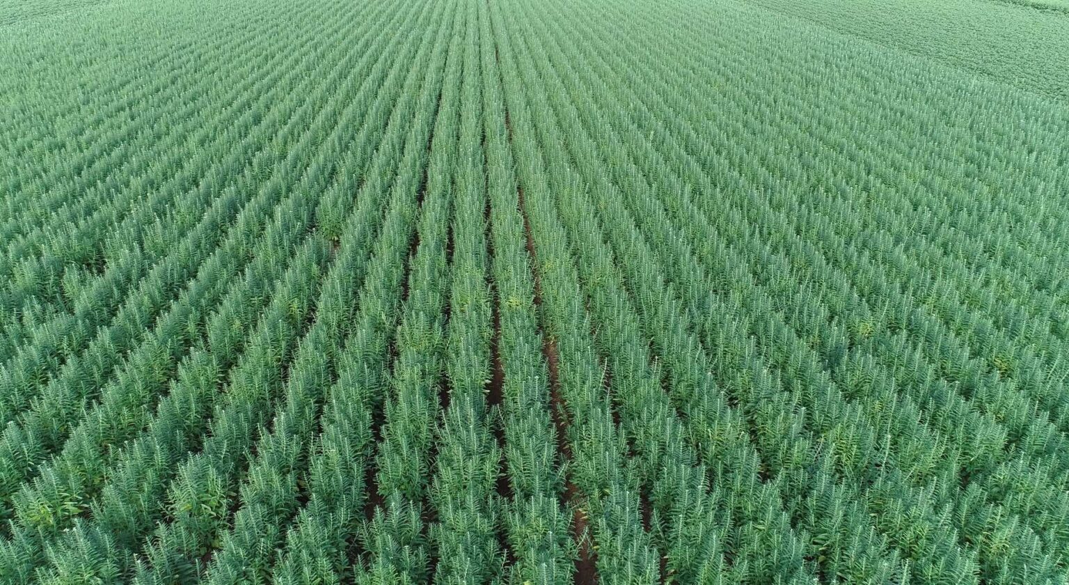 Why Germination and Optimal Population Drive Success in Sesame Farming ...