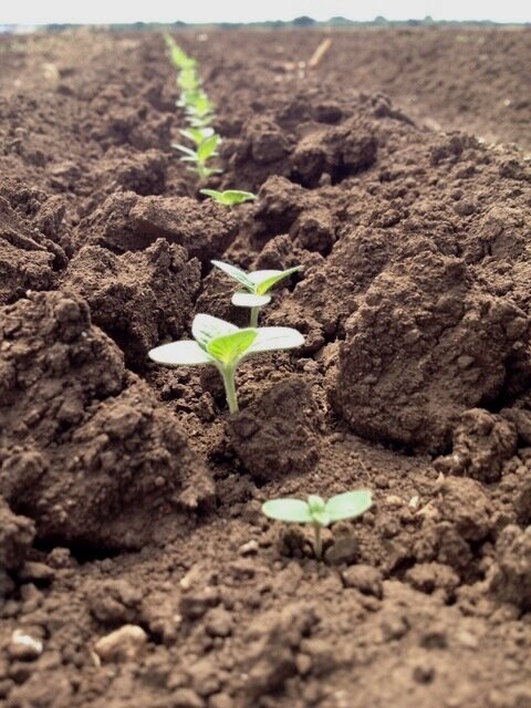 Why Germination and Optimal Population Drive Success in Sesame Farming ...