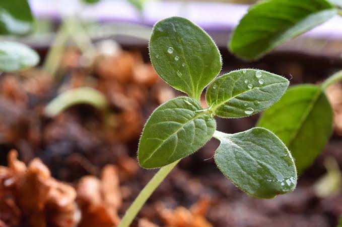 Sesame Crop Farming Guide - Sesame growers